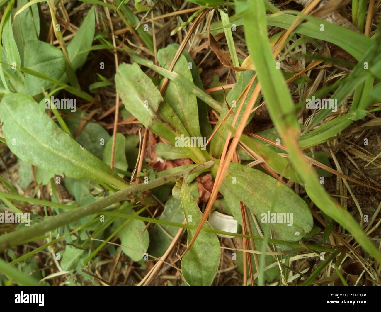 Pennsylvania Cudweed (Gamochaeta pensylvanica) Plantae Stock Photo - Alamy