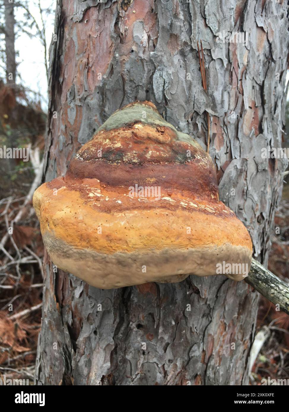 Northern red belt fungi hi-res stock photography and images - Alamy