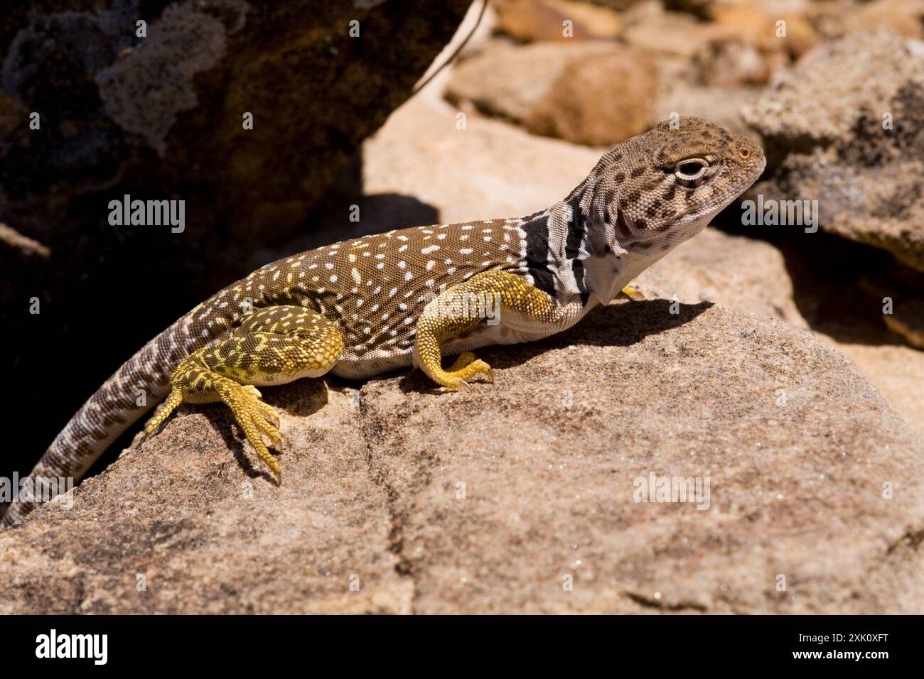 Chihuahuan Collared Lizard (Crotaphytus collaris fuscus) Reptilia Stock ...