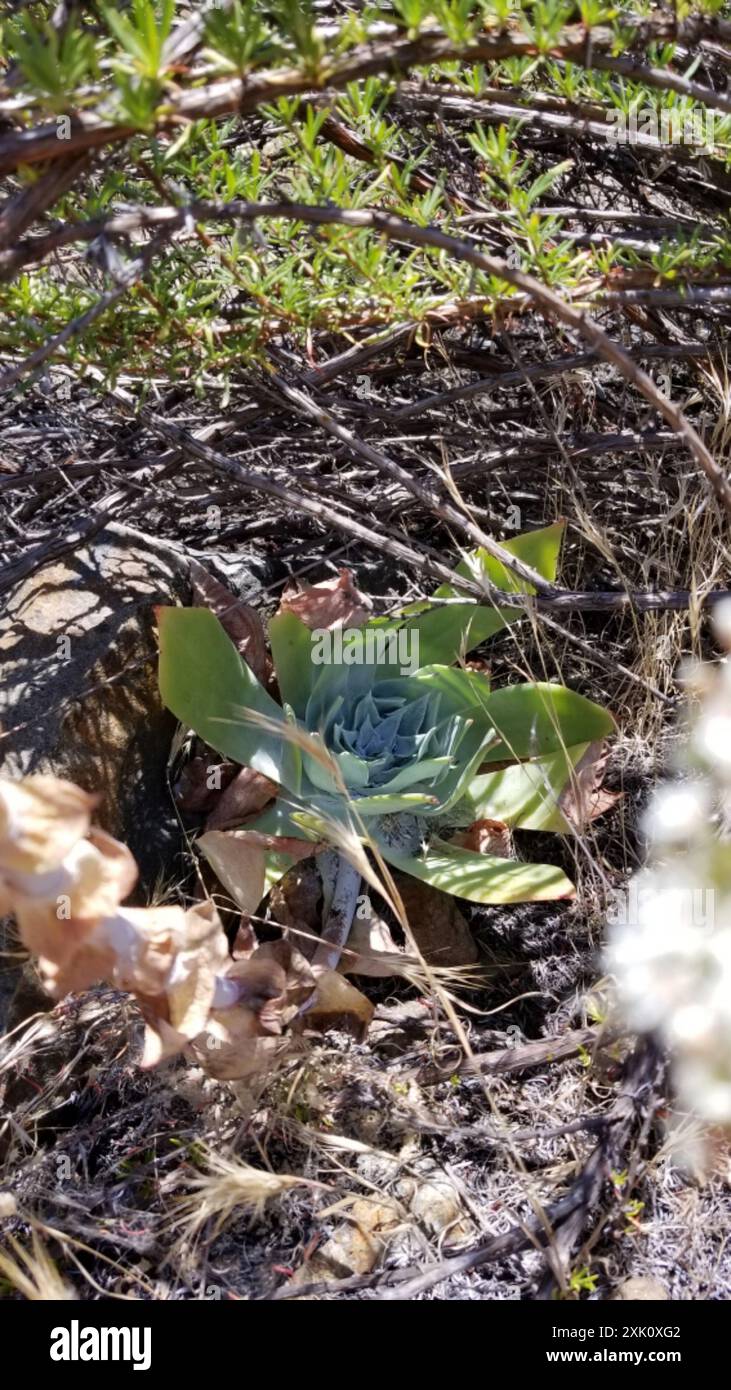 Chalk Dudleya (Dudleya pulverulenta) Plantae Stock Photo - Alamy