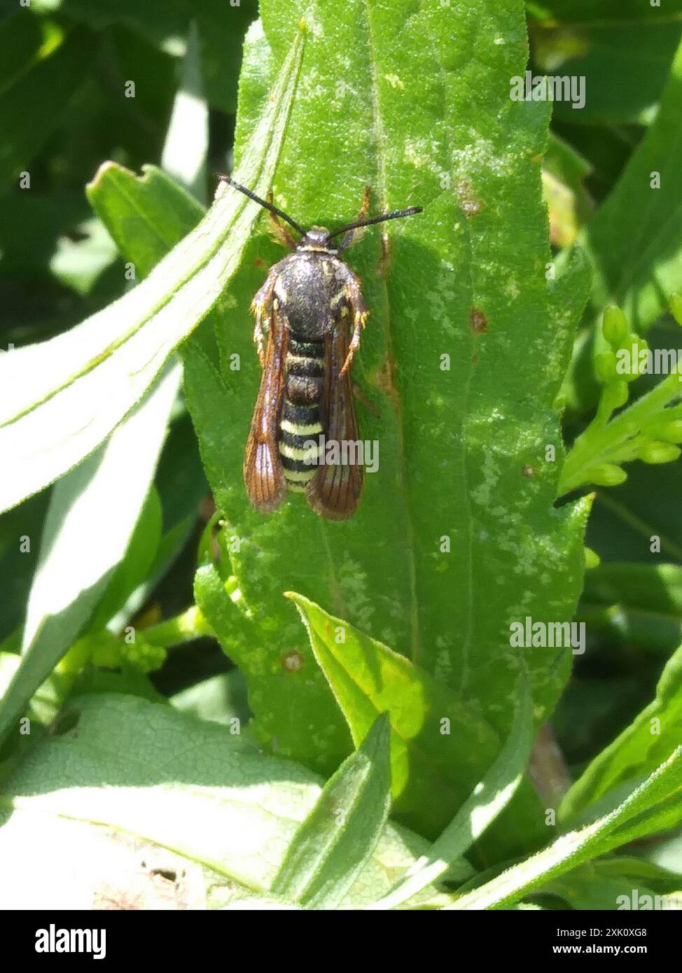 Raspberry Crown Borer (Pennisetia marginatum) Insecta Stock Photo - Alamy