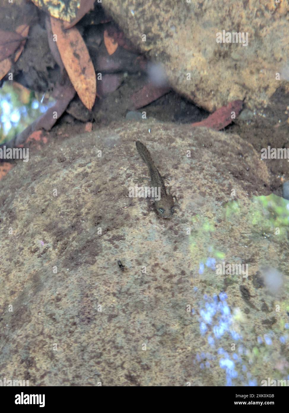 California Newt (Taricha torosa) Amphibia Stock Photo - Alamy