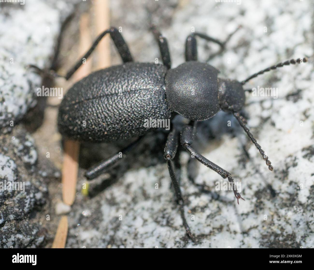Desert Stink Beetles (Eleodes) Insecta Stock Photo - Alamy
