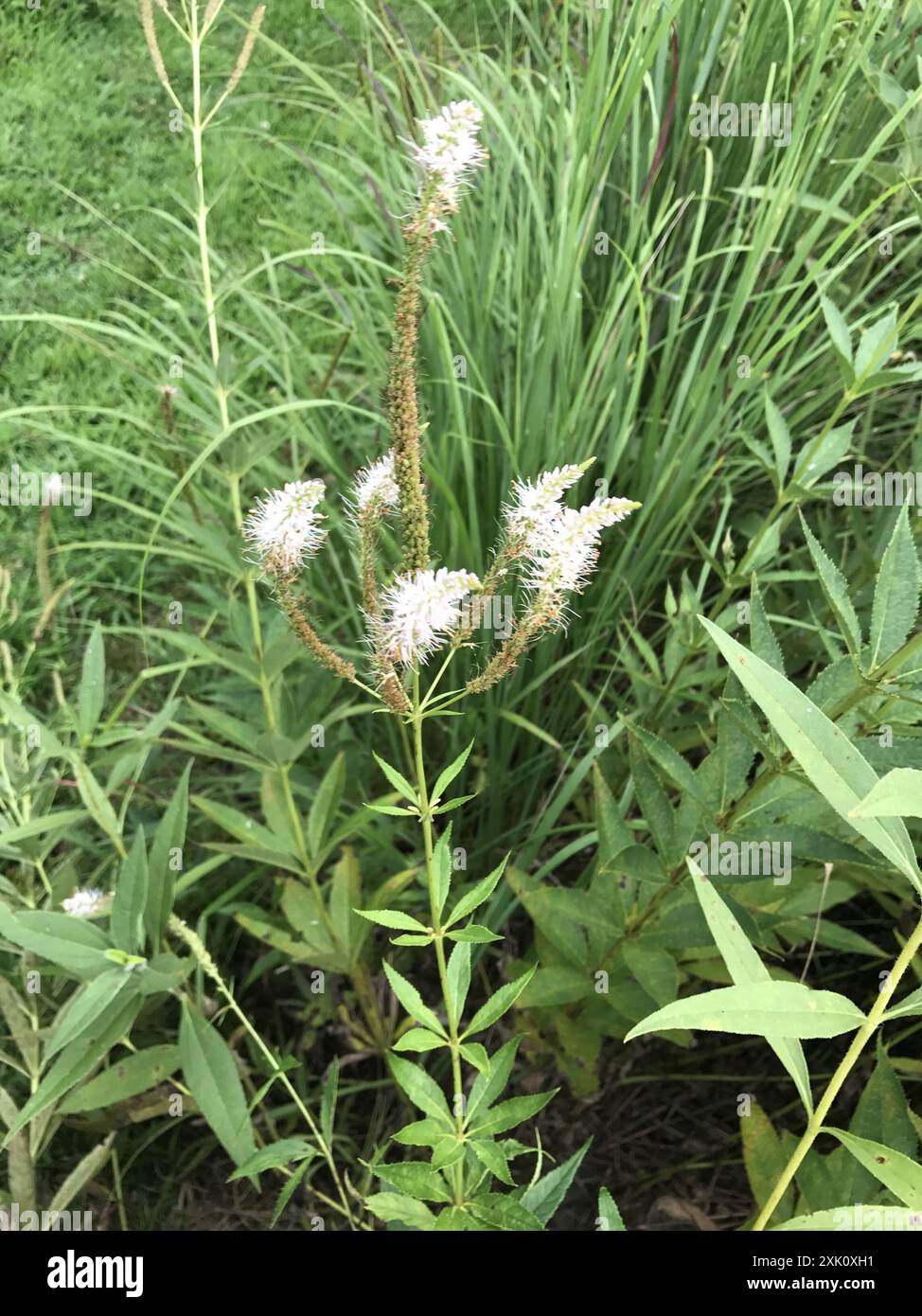 Culver's root (Veronicastrum virginicum) Plantae Stock Photo - Alamy