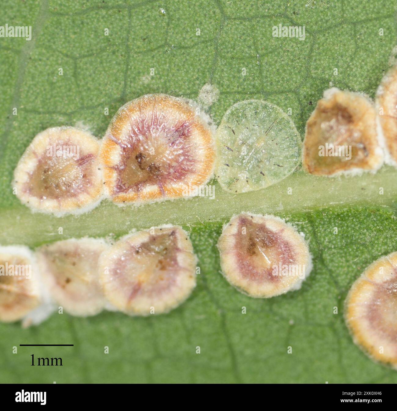 Pyriform Scale (Protopulvinaria pyriformis) Insecta Stock Photo - Alamy