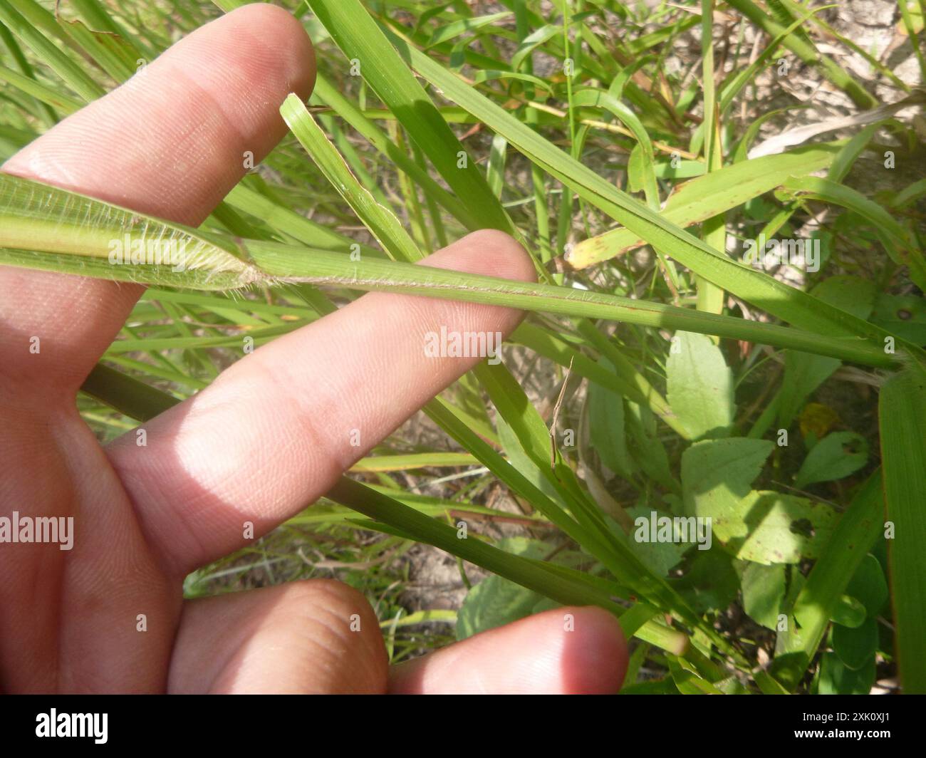 Florida paspalum (Paspalum floridanum) Plantae Stock Photo - Alamy