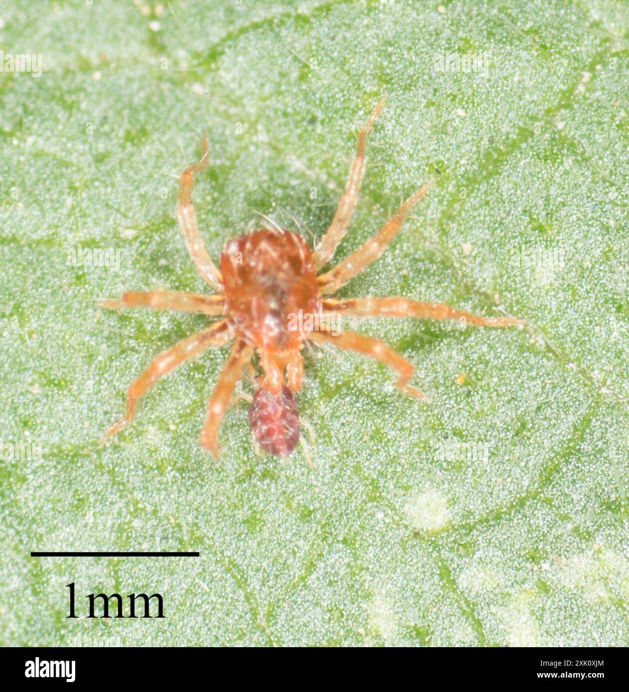 Mites and Ticks (Acari) Arachnida Stock Photo - Alamy