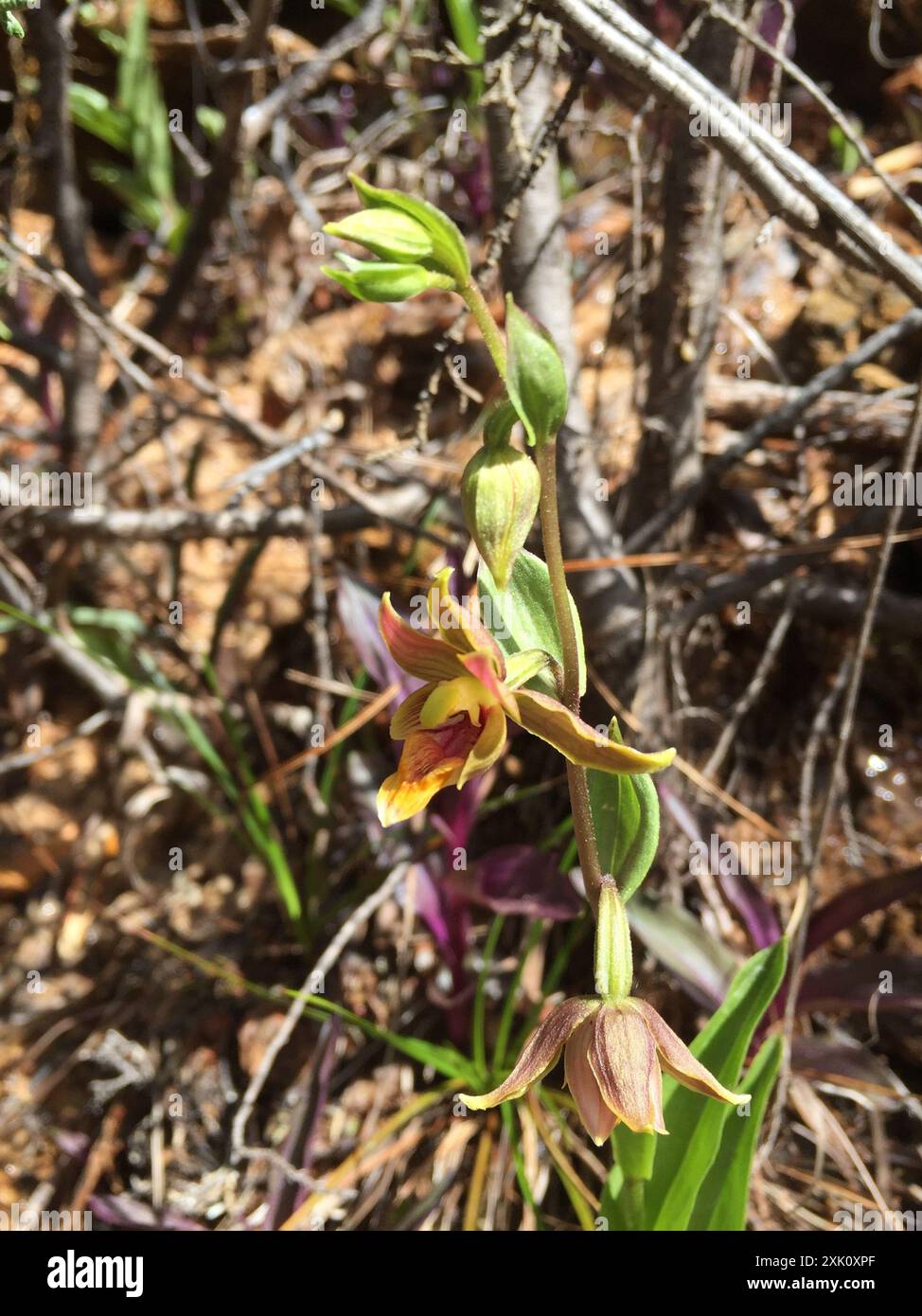 Stream Orchid (Epipactis gigantea) Plantae Stock Photo - Alamy