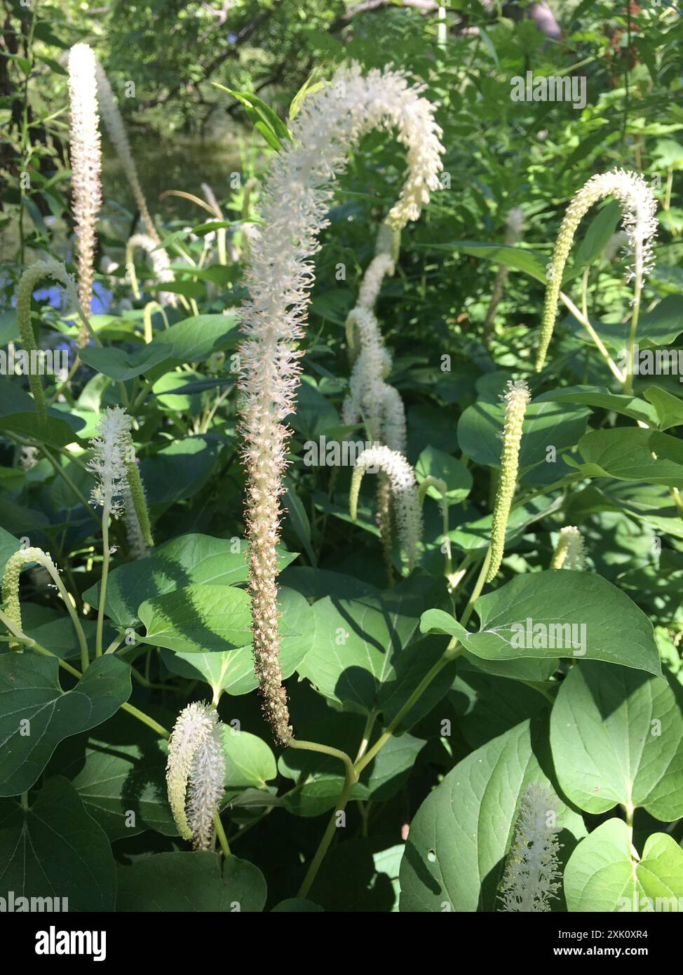 lizard's tail (Saururus cernuus) Plantae Stock Photo - Alamy