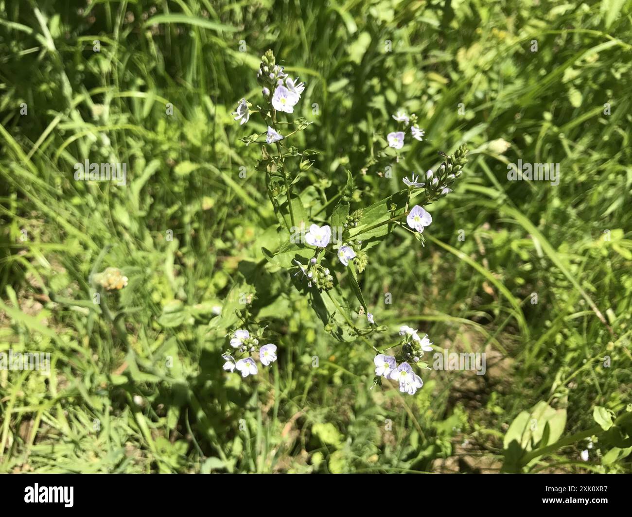 blue water-speedwell (Veronica anagallis-aquatica) Plantae Stock Photo ...