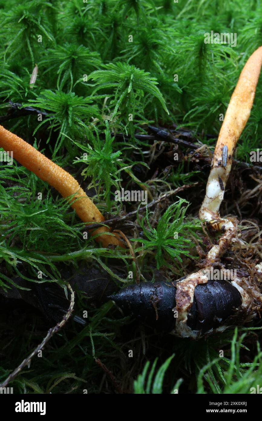 Scarlet Caterpillar Club (Cordyceps militaris) Fungi Stock Photo - Alamy
