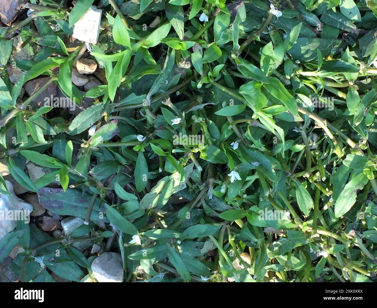 buttonweed (Diodia virginiana) Plantae Stock Photo - Alamy