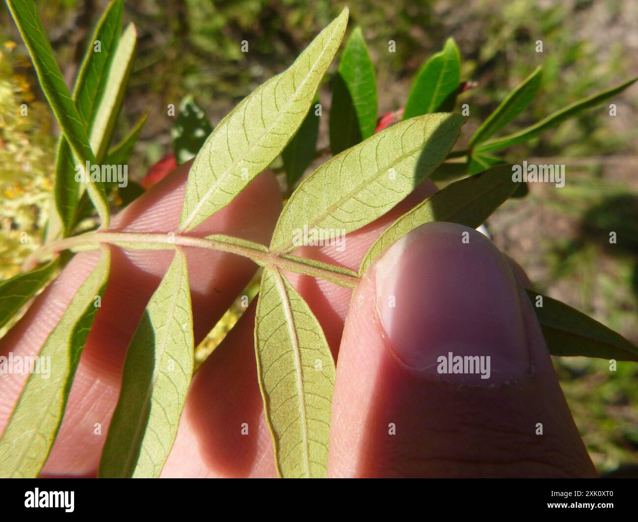shining sumac (Rhus copallinum) Plantae Stock Photo - Alamy
