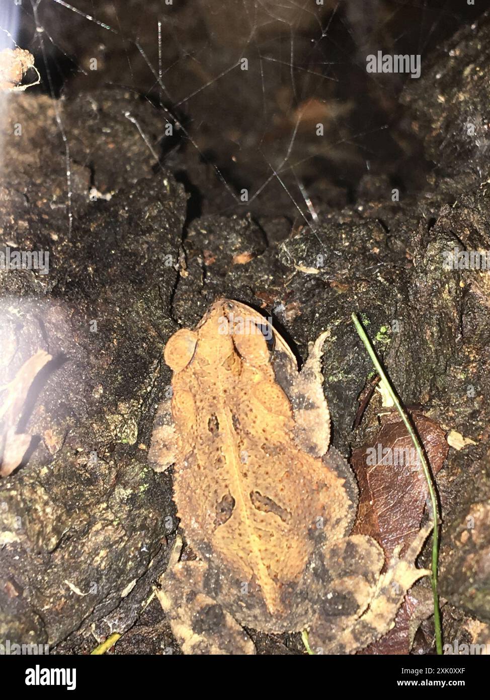 True Toads (Bufonidae) Amphibia Stock Photo - Alamy