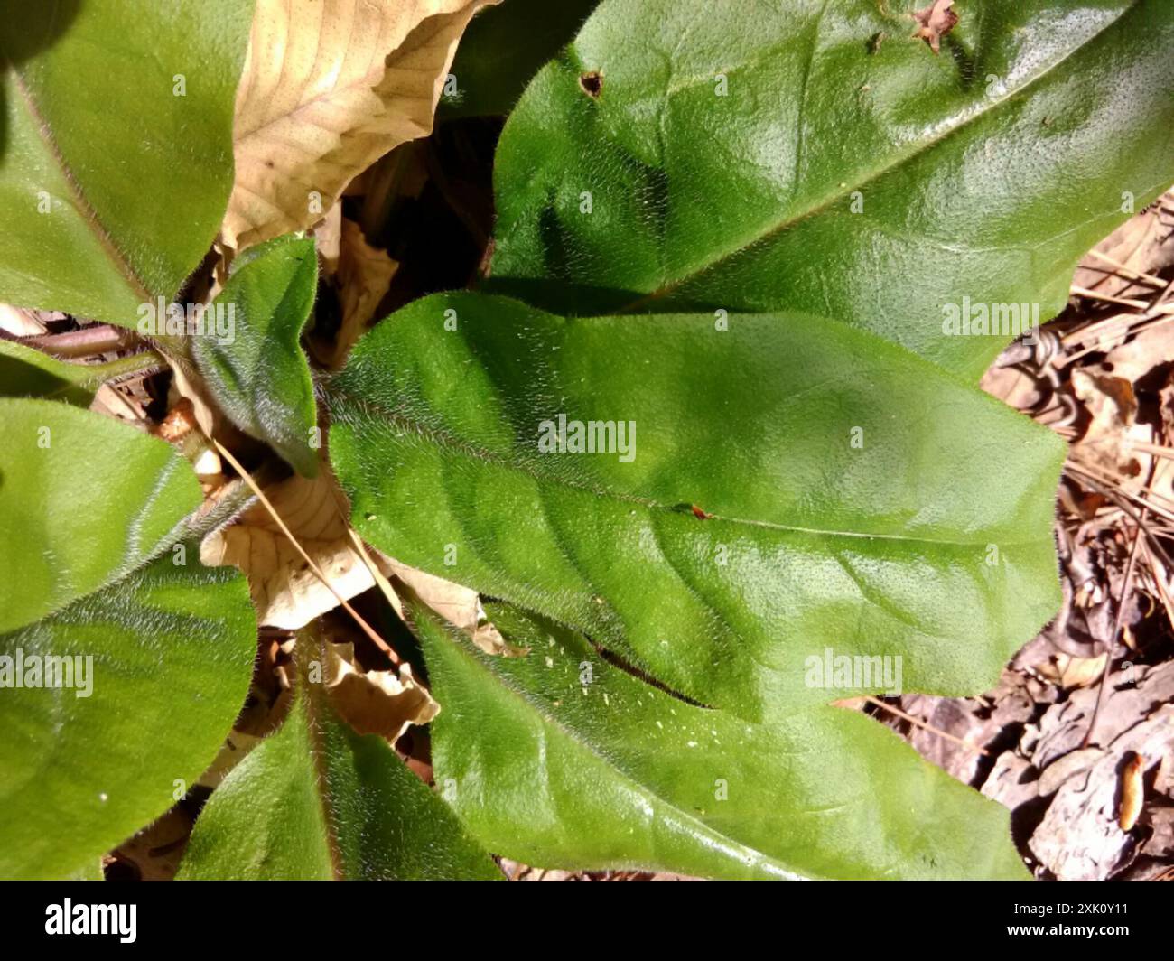 wild comfrey (Andersonglossum virginianum) Plantae Stock Photo - Alamy