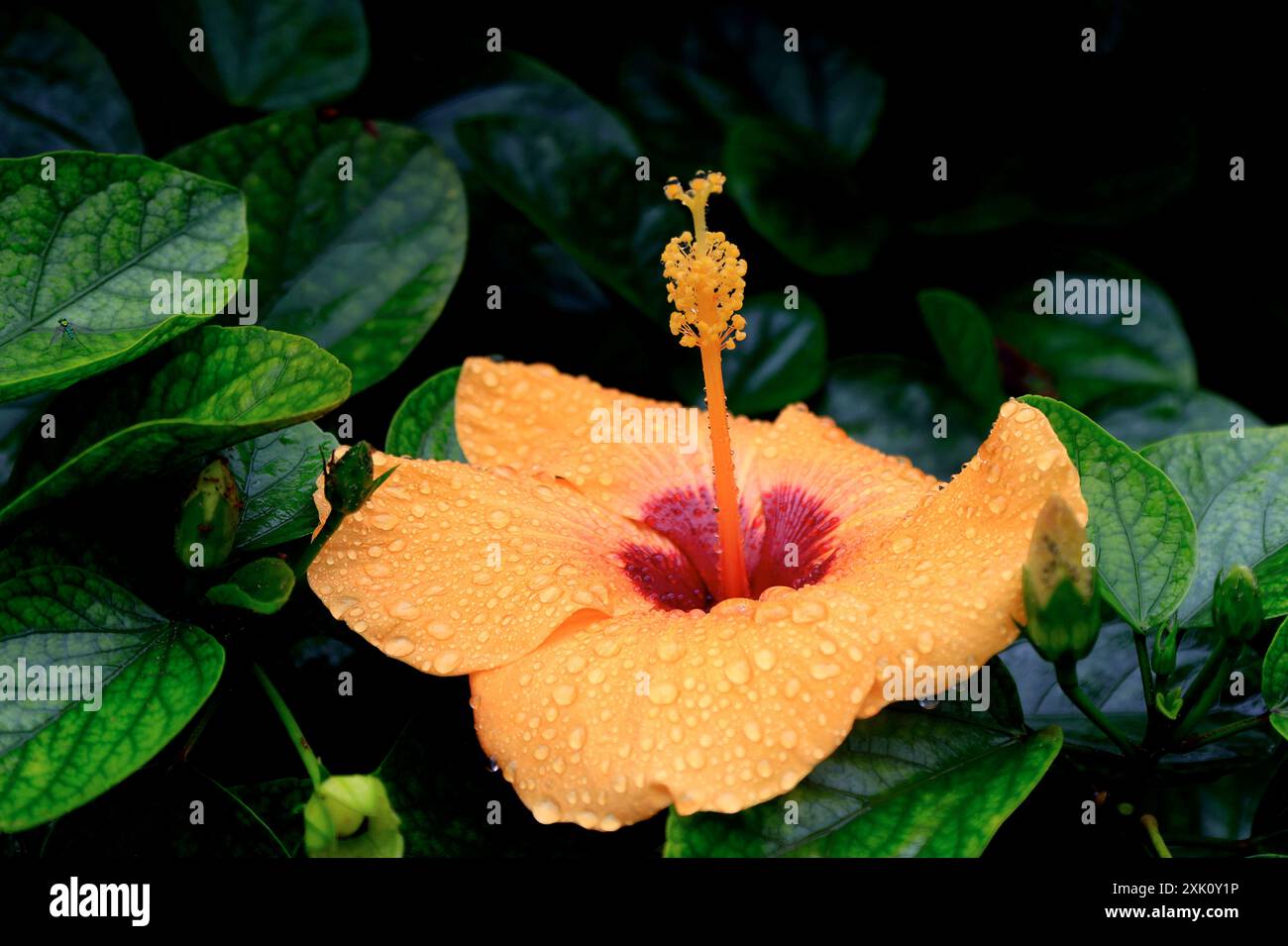 Flower in the coconut forest of Hoi An, Vietnam Stock Photo - Alamy