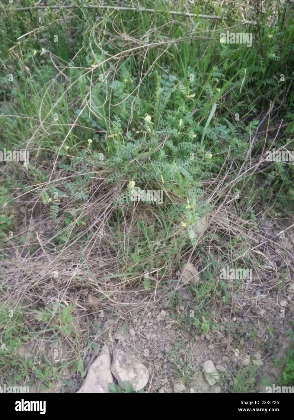 Hairy Yellow-vetch (Vicia hybrida) Plantae Stock Photo - Alamy