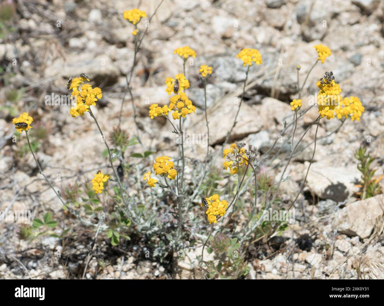 Golden Yarrow (Eriophyllum confertiflorum) Plantae Stock Photo - Alamy