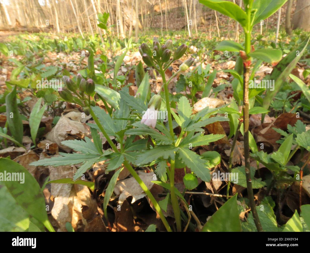 cut-leaved toothwort (Cardamine concatenata) Plantae Stock Photo - Alamy