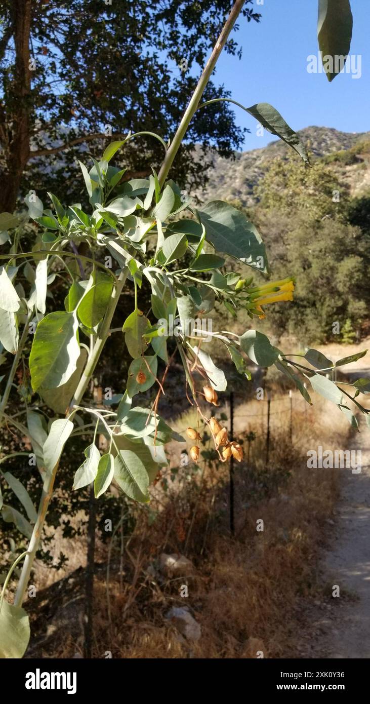 tree tobacco (Nicotiana glauca) Plantae Stock Photo - Alamy