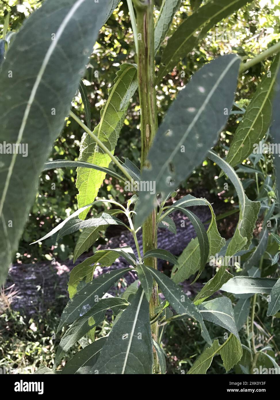 Wingstem (Verbesina alternifolia) Plantae Stock Photo - Alamy