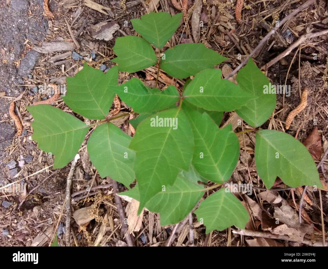 eastern poison ivy (Toxicodendron radicans) Plantae Stock Photo - Alamy