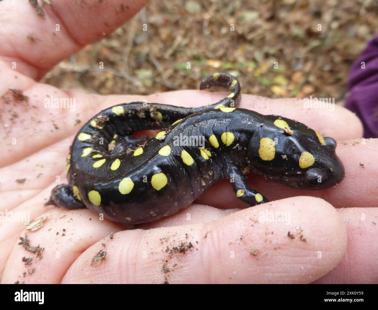 Spotted Salamander (Ambystoma maculatum) Amphibia Stock Photo - Alamy