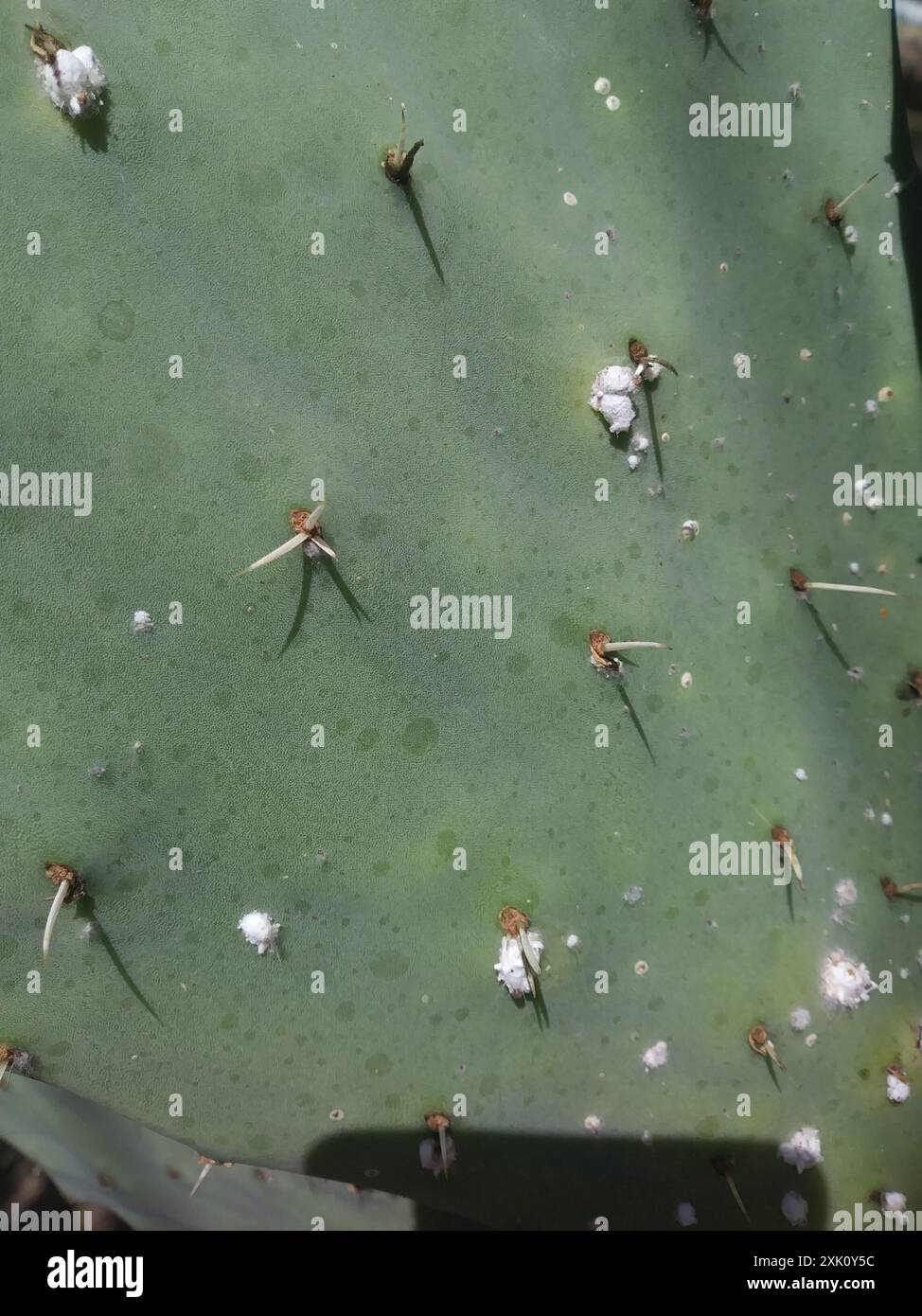 Cochineal Scale Bugs (Dactylopius) Insecta Stock Photo - Alamy