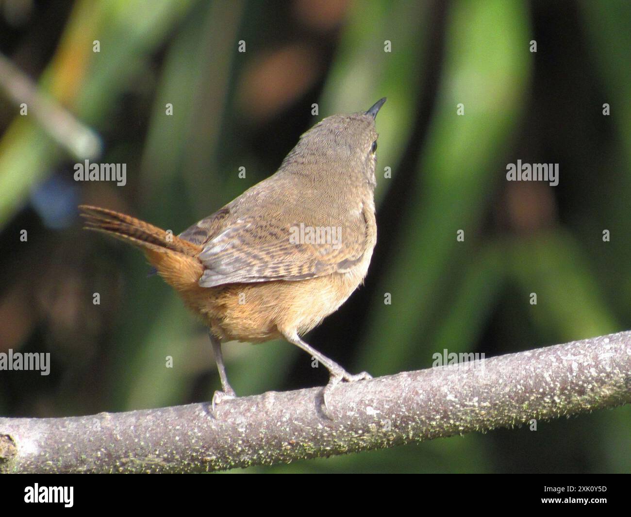 Troglodytes aedon musculus hi-res stock photography and images - Alamy