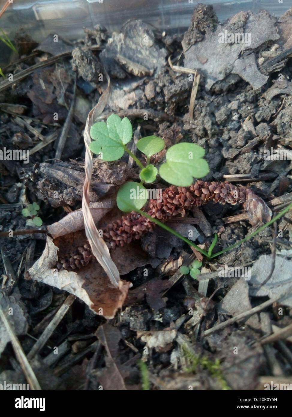 Bittercresses and Toothworts (Cardamine) Plantae Stock Photo - Alamy