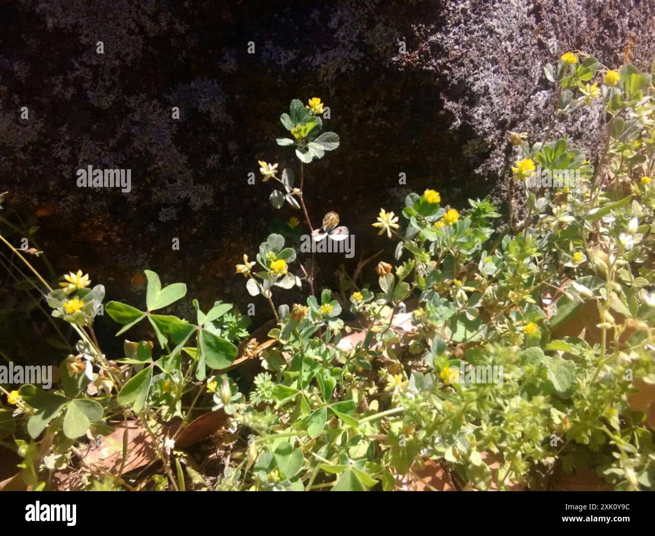 Lesser hop trefoil (Trifolium dubium) Plantae Stock Photo - Alamy