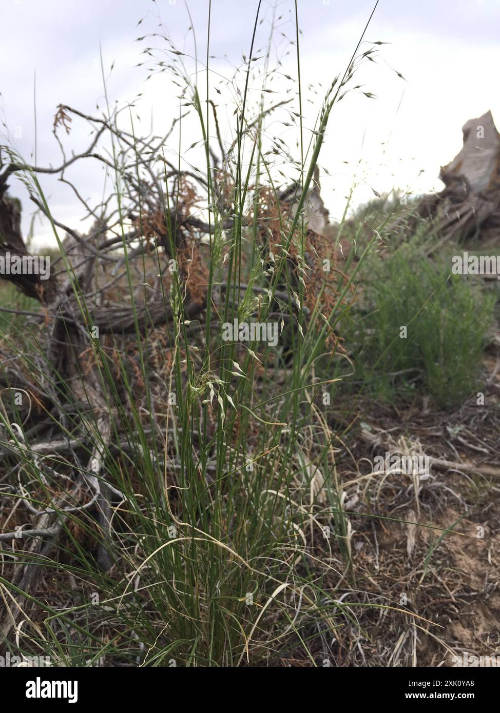 Sand Ricegrass (Eriocoma hymenoides) Plantae Stock Photo - Alamy