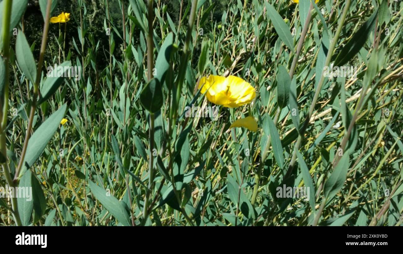 Bush Poppy (Dendromecon rigida) Plantae Stock Photo - Alamy