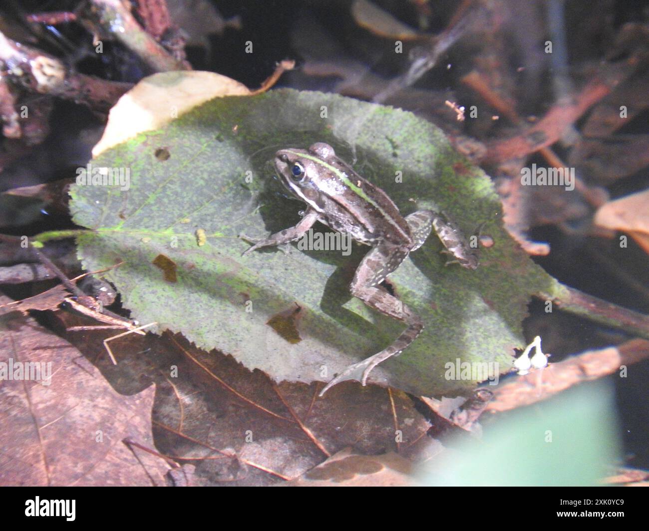 Water Frogs (Pelophylax) Amphibia Stock Photo - Alamy