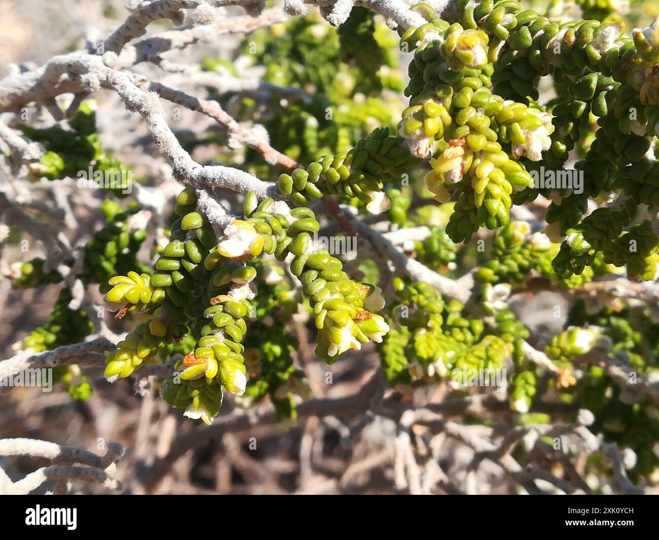 Mitnan (Thymelaea hirsuta) Plantae Stock Photo - Alamy