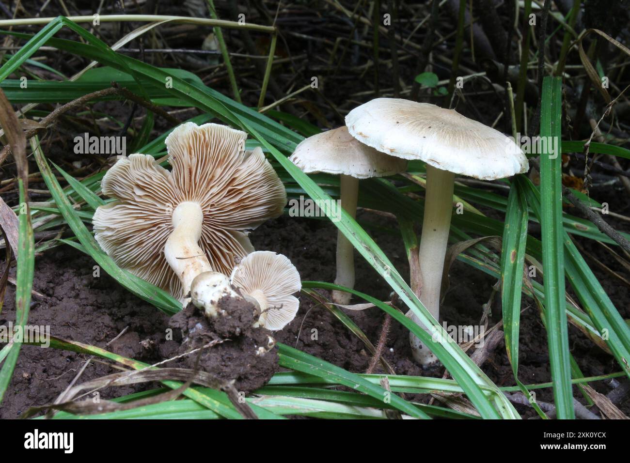 Fiber Caps (Inocybe) Fungi Stock Photo - Alamy