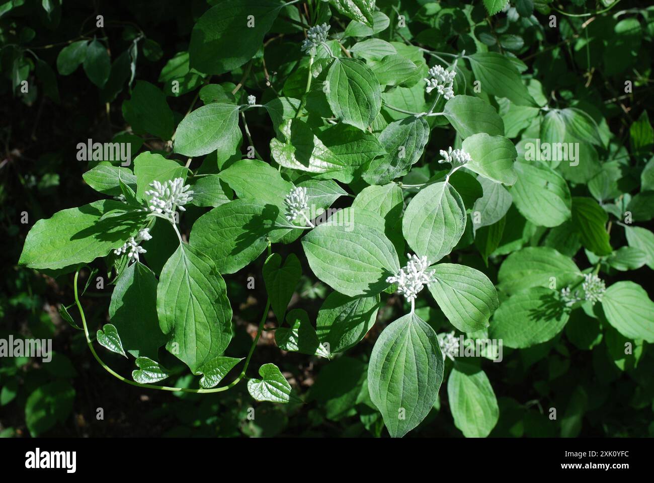 common dogwood (Cornus sanguinea) Plantae Stock Photo - Alamy