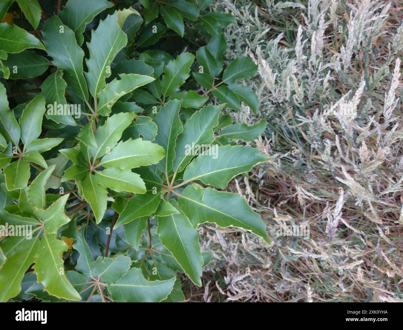 five finger (Pseudopanax arboreus) Plantae Stock Photo - Alamy