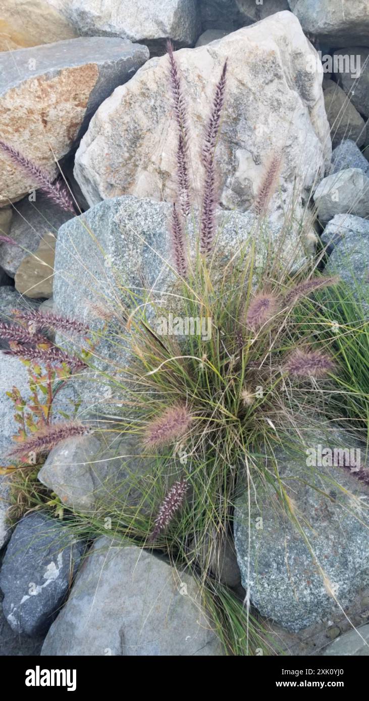 Fountain Grass (Cenchrus setaceus) Plantae Stock Photo - Alamy