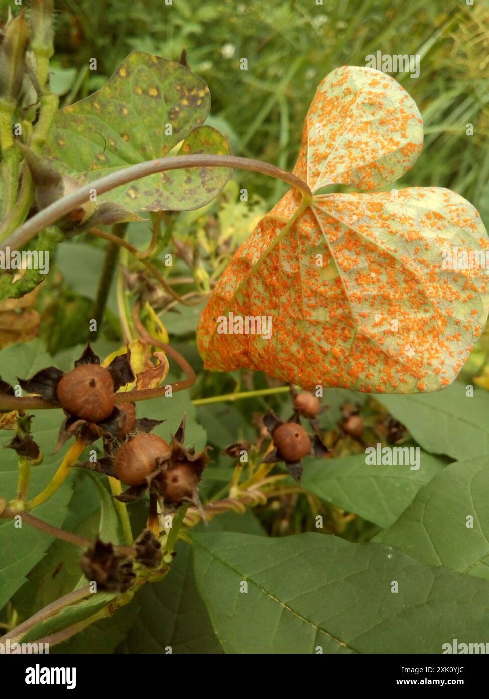 rust fungi (Pucciniales) Fungi Stock Photo - Alamy