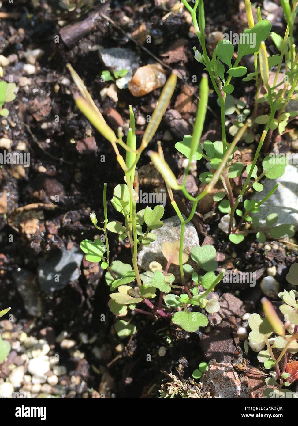 Bittercresses and Toothworts (Cardamine) Plantae Stock Photo - Alamy