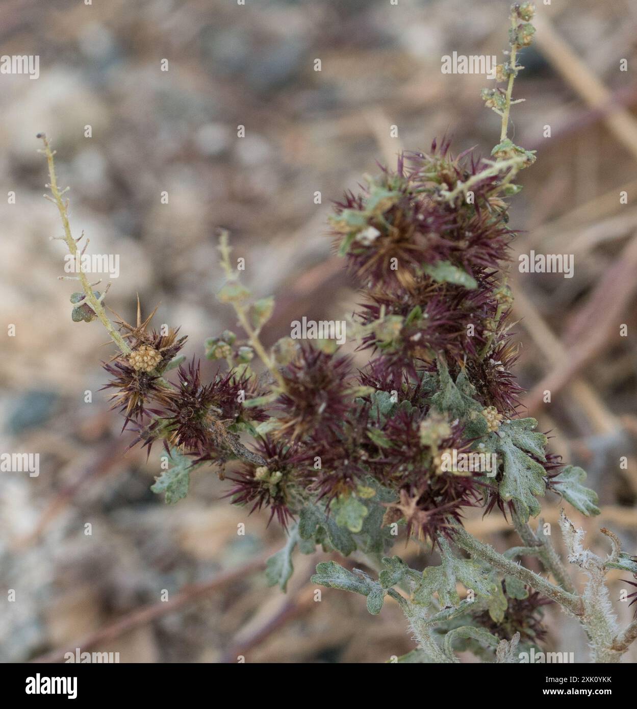 Flatspine Bursage (Ambrosia acanthicarpa) Plantae Stock Photo - Alamy