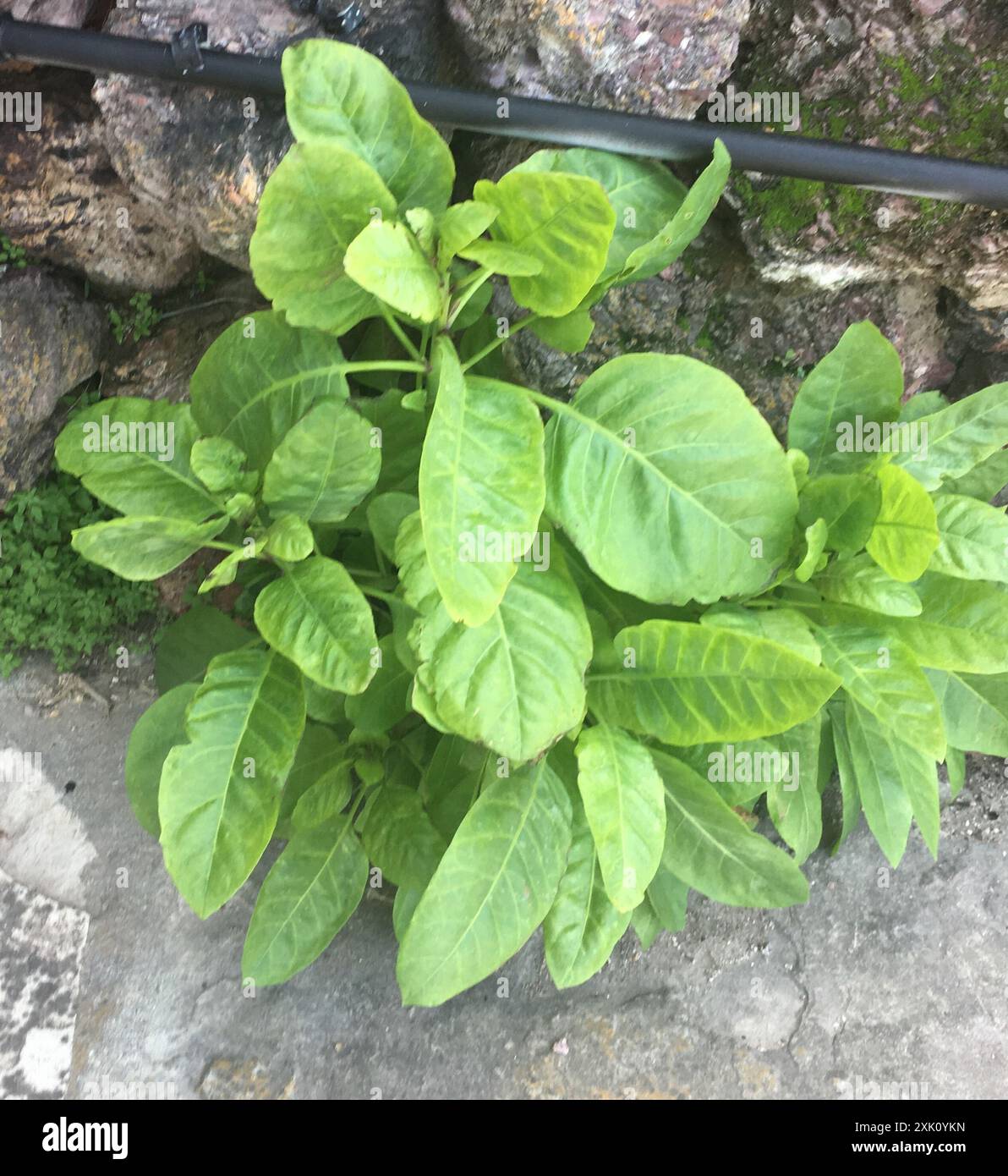 tree tobacco (Nicotiana glauca) Plantae Stock Photo - Alamy