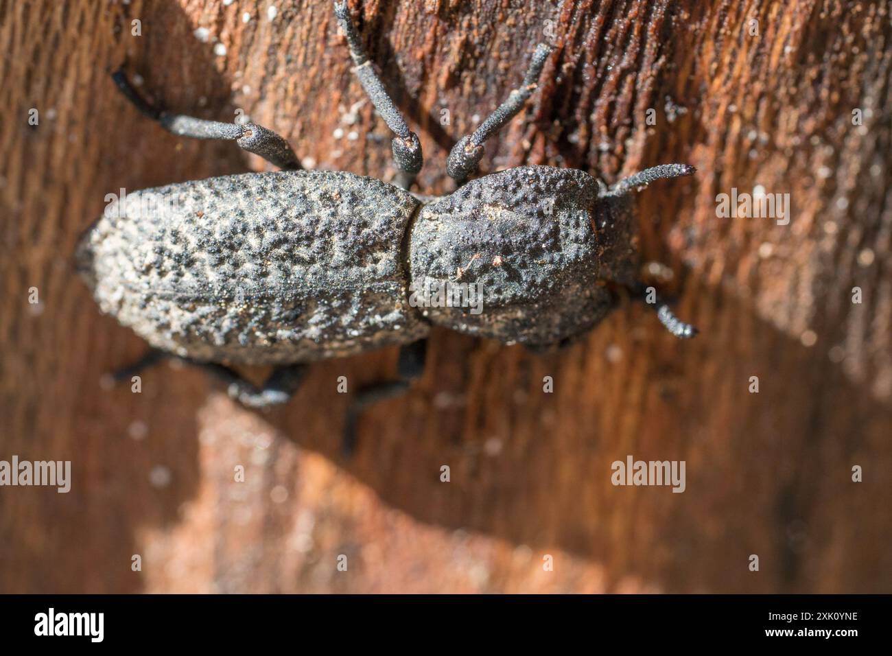 Ironclad beetle hi-res stock photography and images - Alamy
