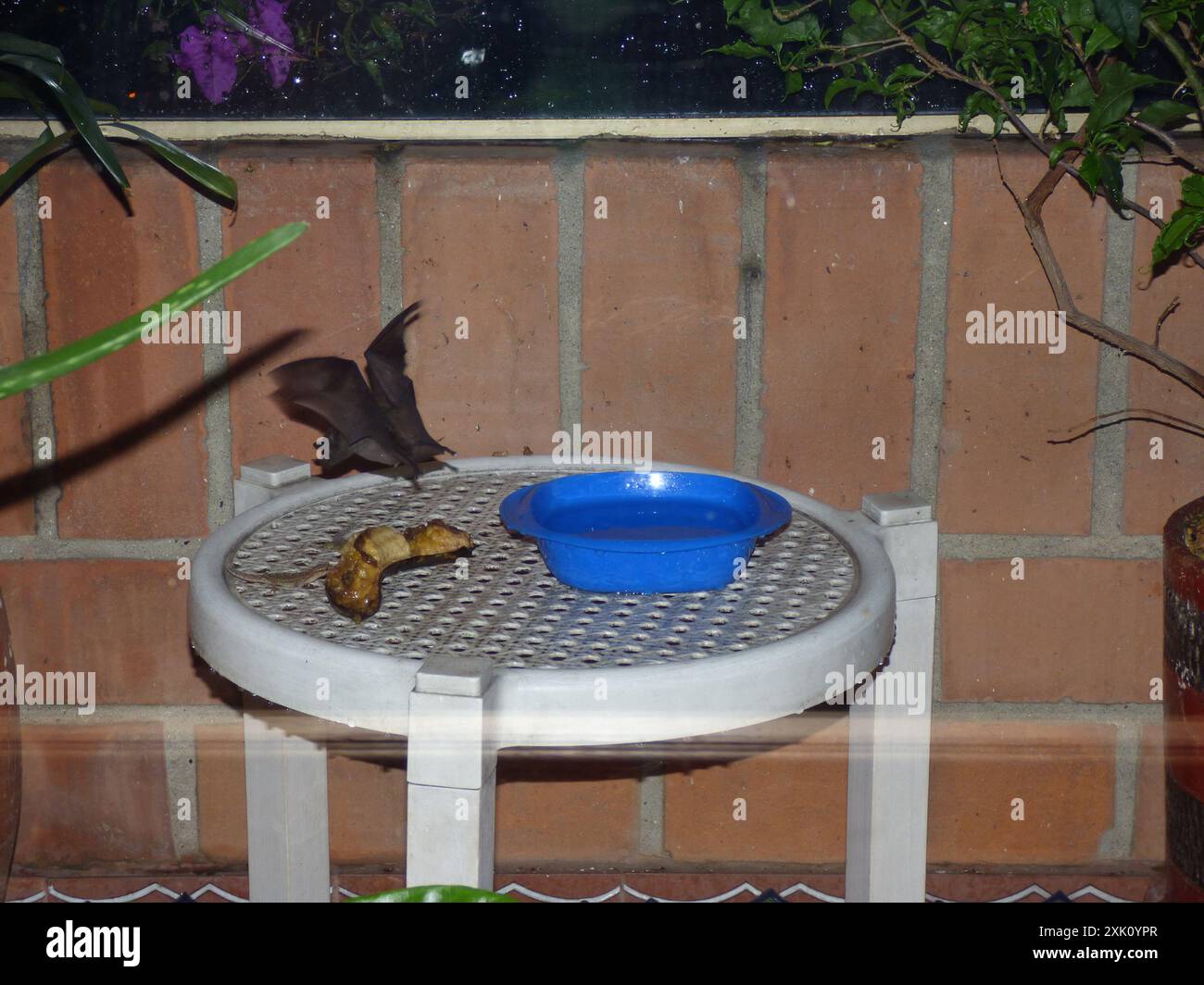 New World Leaf-nosed Bats (Phyllostomidae) Mammalia Stock Photo - Alamy