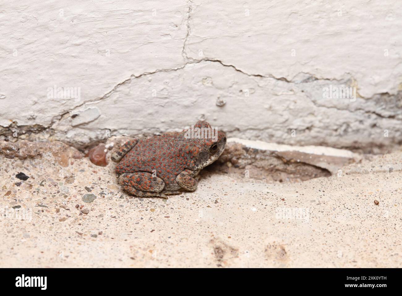 Red-spotted Toad (Anaxyrus punctatus) Amphibia Stock Photo - Alamy