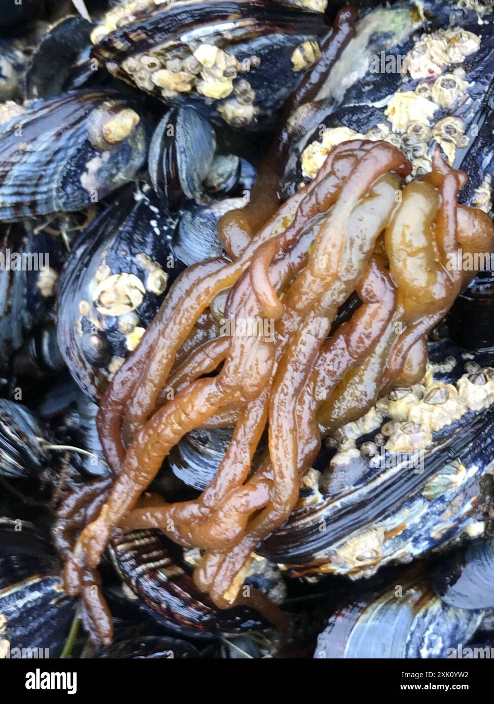 Nemalion sea noodle hi-res stock photography and images - Alamy