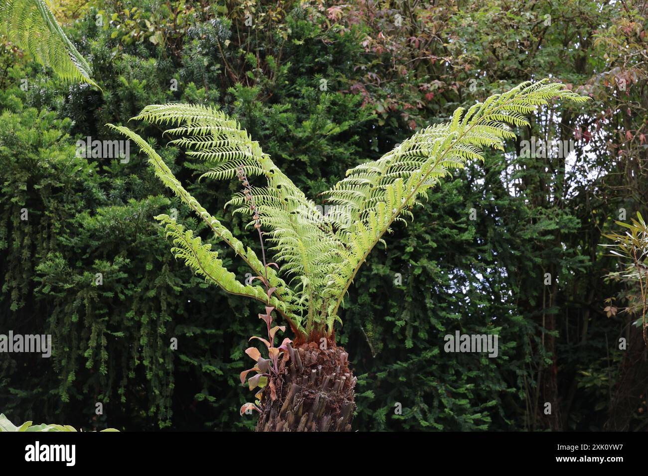 Tree in Jungle in Blarney Castle in Blarney, County Cork, Ireland on ...