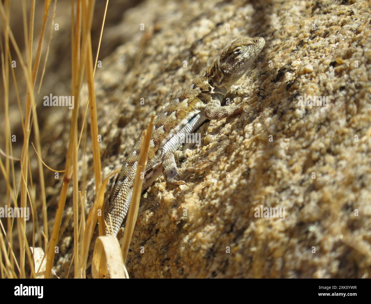Western Side-blotched Lizard (Uta stansburiana elegans) Reptilia Stock ...