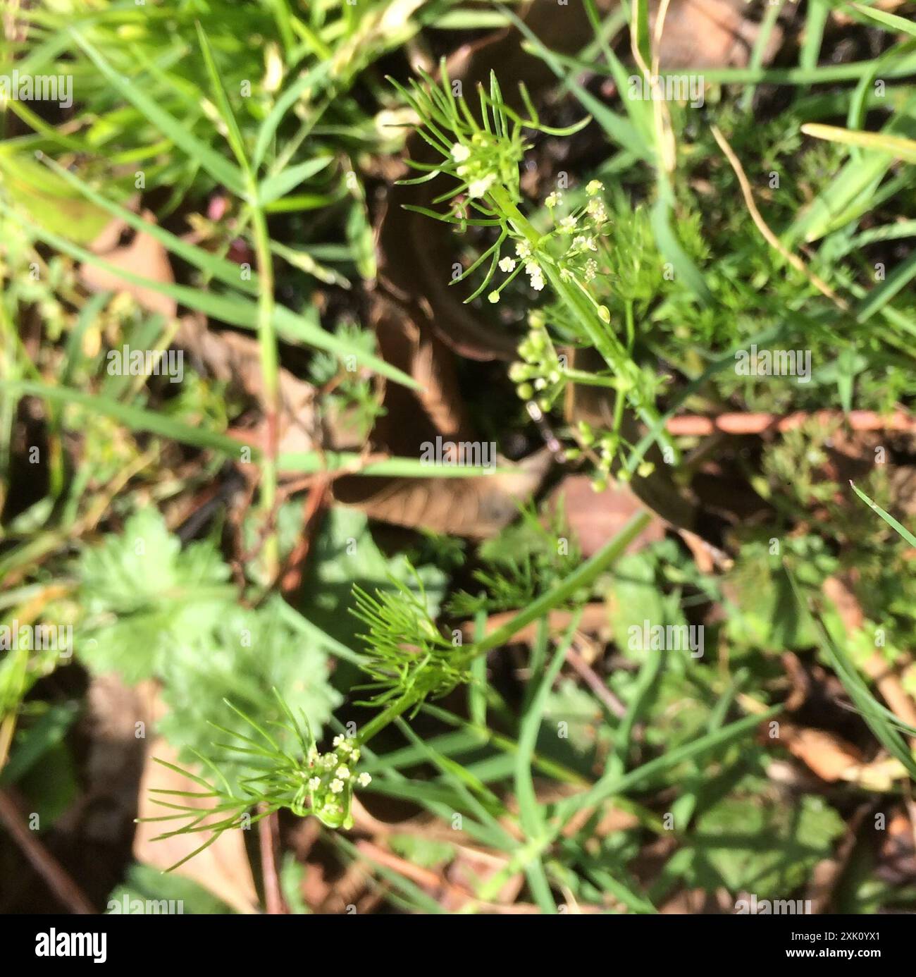 Marsh parsley (Cyclospermum leptophyllum) Plantae Stock Photo - Alamy